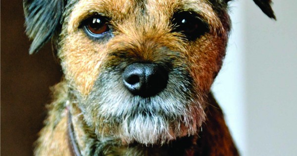 ats, dogs and other animals